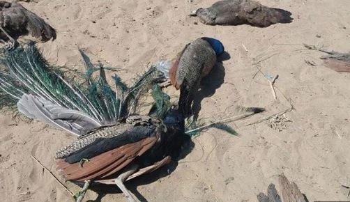 Crisis in desert: Over 80 peacocks dead in Tharparkar, hundreds sick