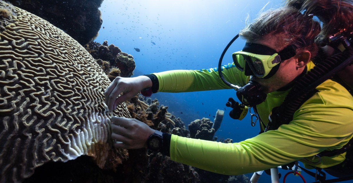 These beloved sea creatures are dying. Can human medicine save them?