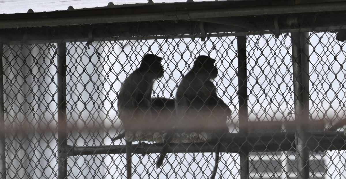 43 lab monkeys escaped in South Carolina. They have a legal claim to ...