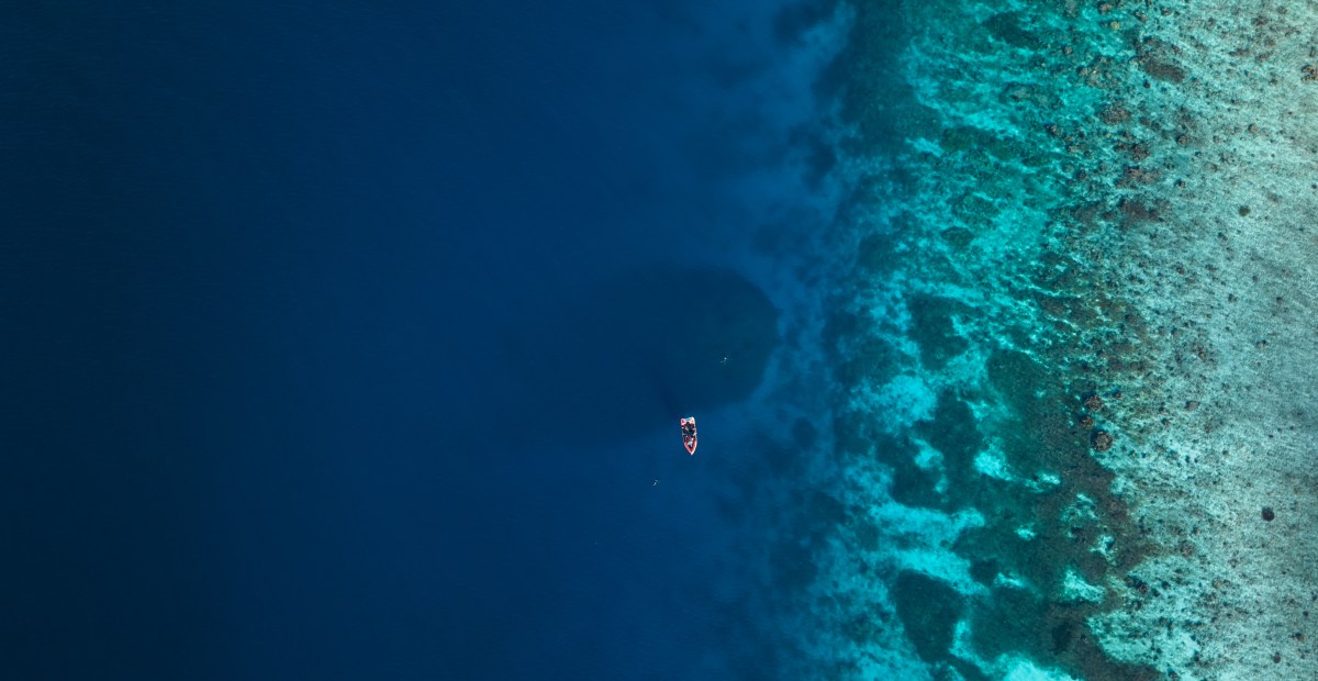 Scientists just discovered a sea creature as large as two basketball ...