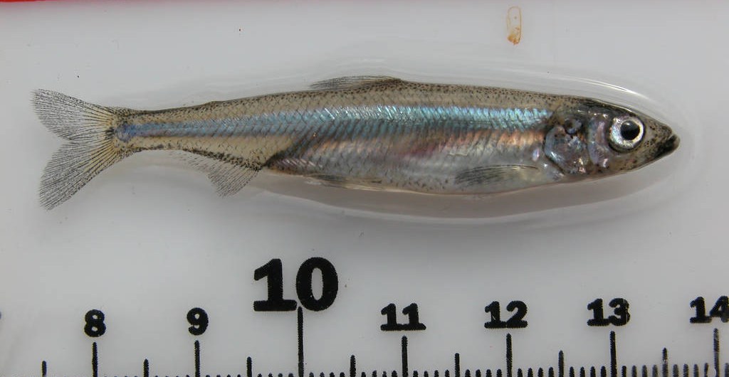 Why does Trump hate this tiny fish so much?