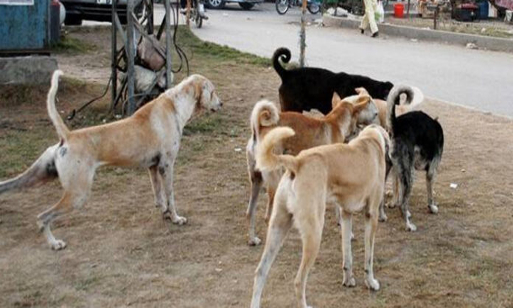 LHC orders to stop dog killing campaign
