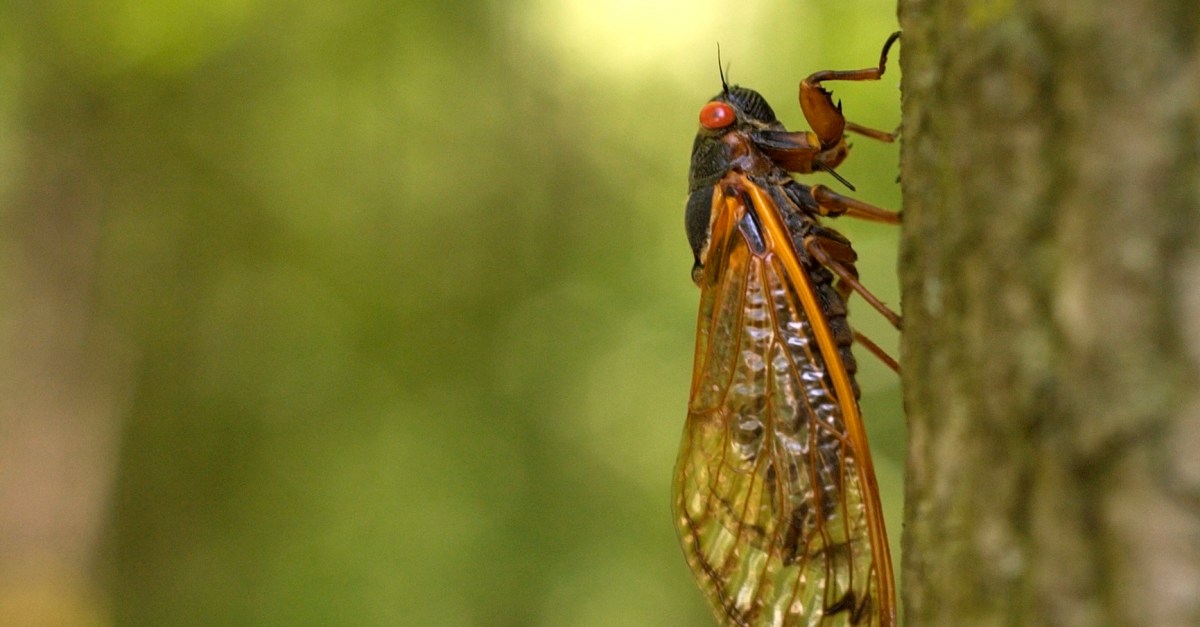 Where billions of cicadas are about to emerge, in one map