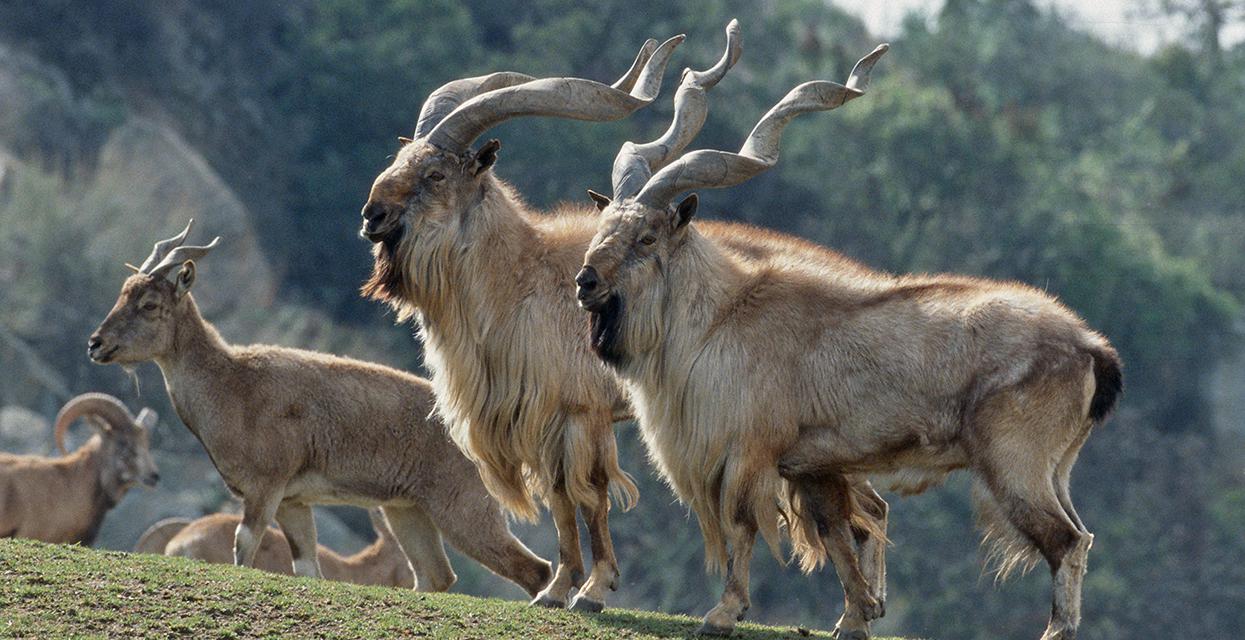 Int'l Day of Markhor observed in Pakistan
