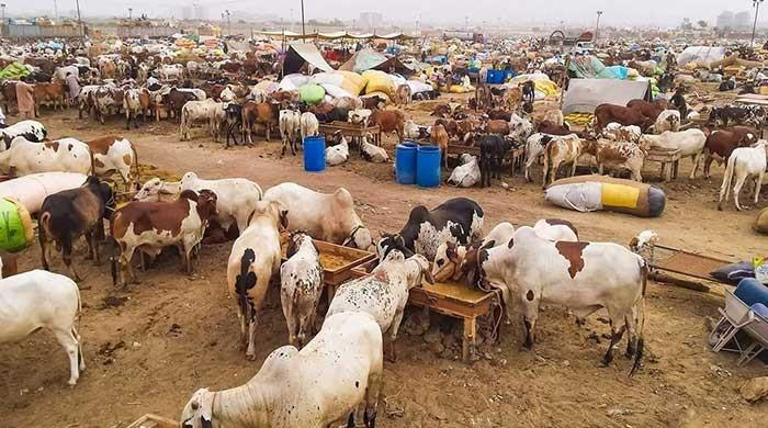 Sacrificial animal prices soar ahead of Eid al-Adha