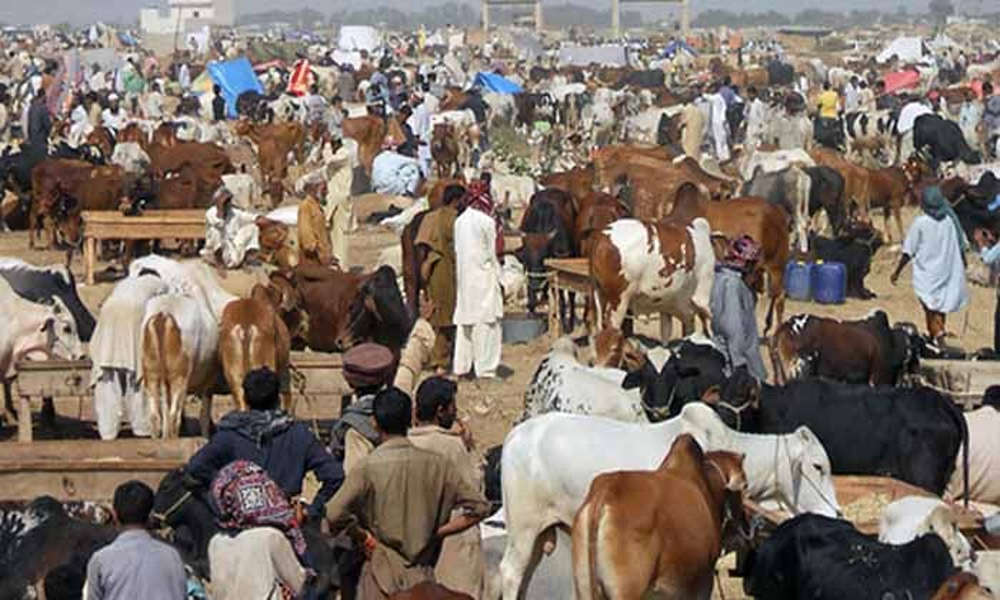 Number of animals sacrificed on Eid-ul-Adha in Pakistan revealed