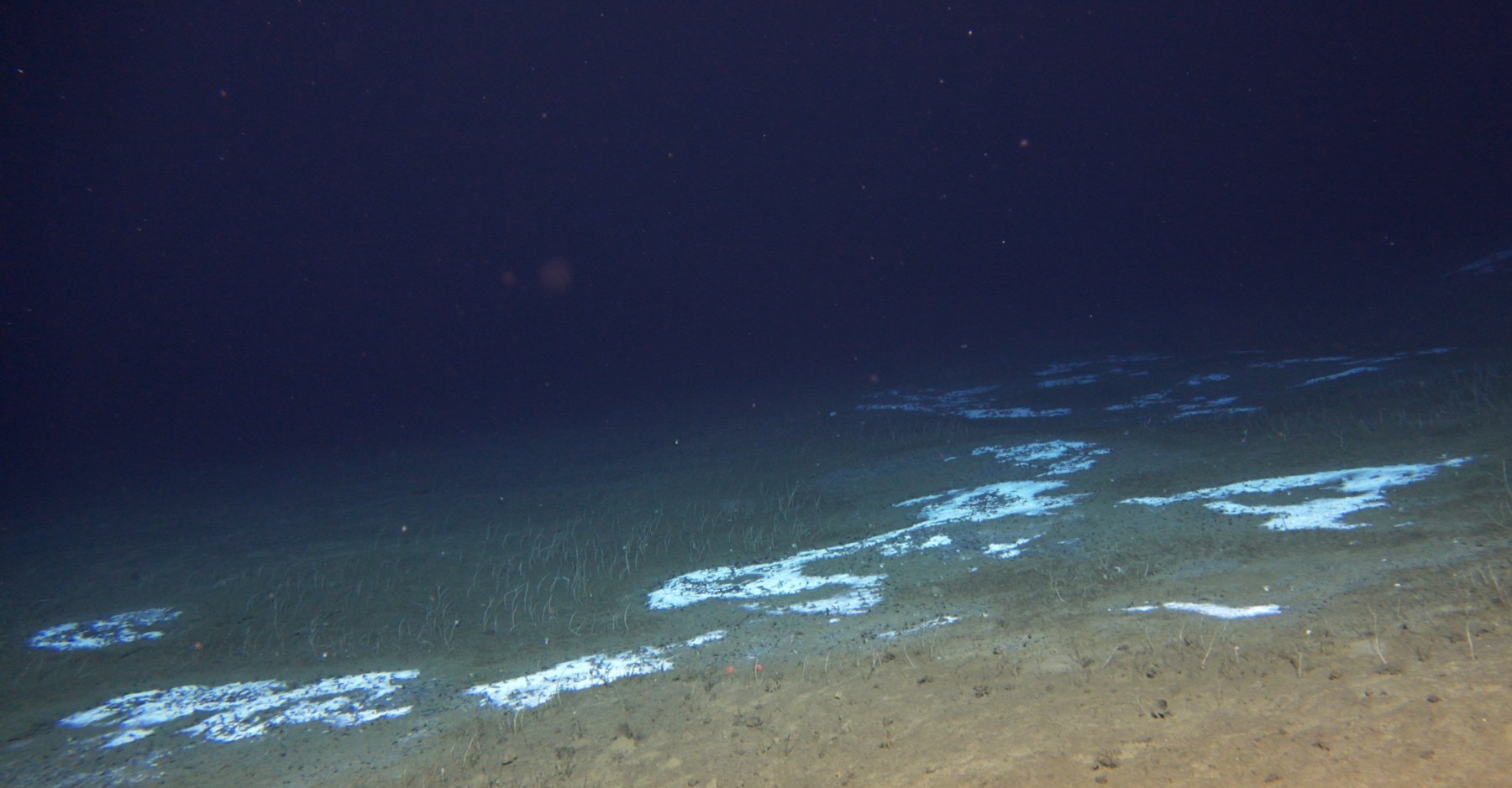 See the bizarre life forms scientists discovered more than 30,000 feet ...
