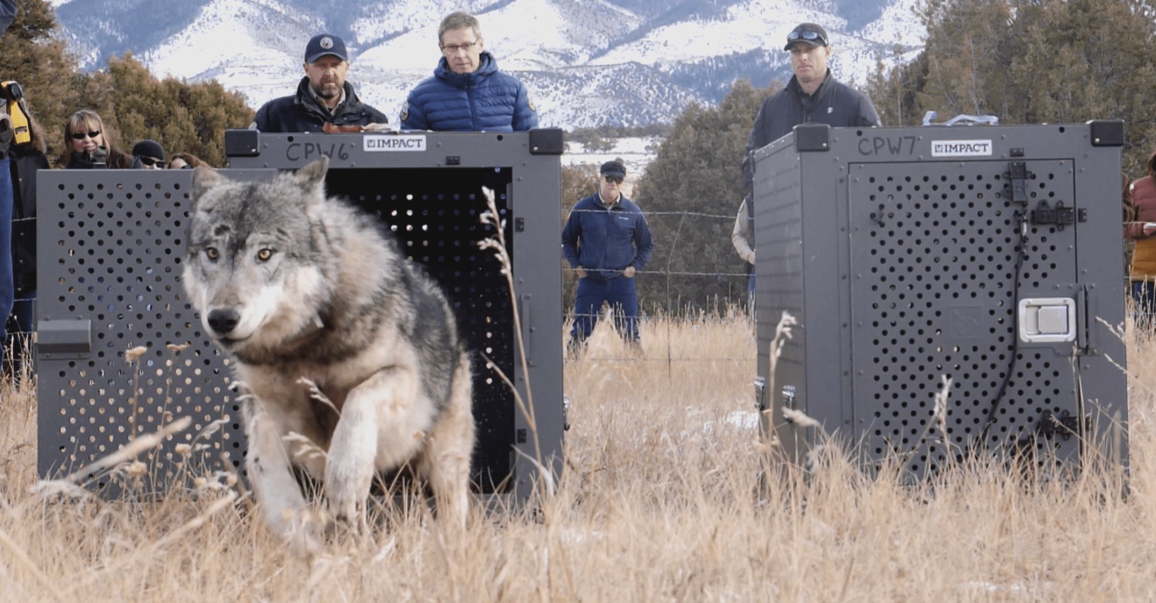 Colorado has wolves again for the first time in 80 years. Why are they ...