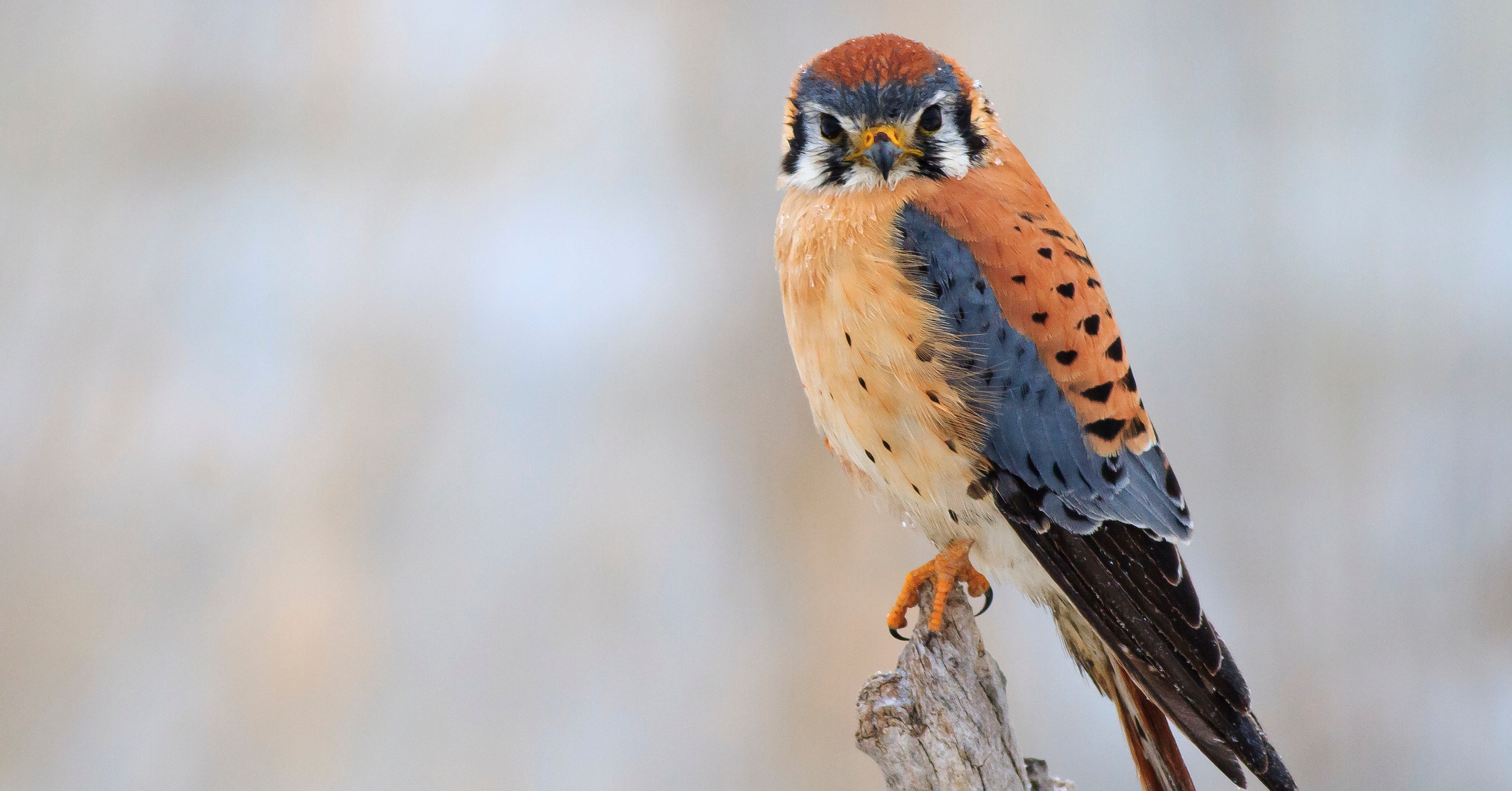 The fascinating link between cherry pie and this bird