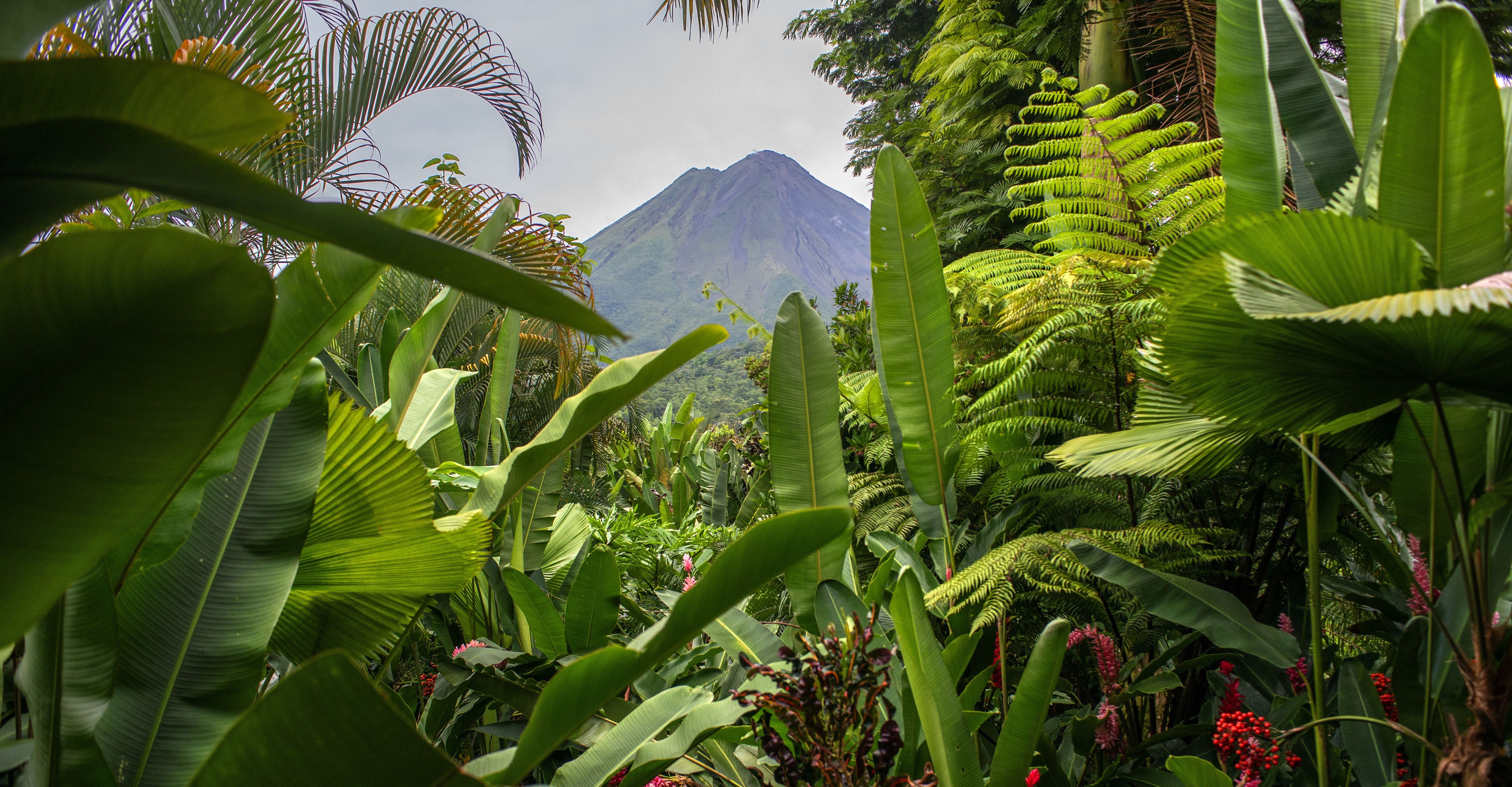 The world’s rainforests are vanishing. In this one country, they’re ...