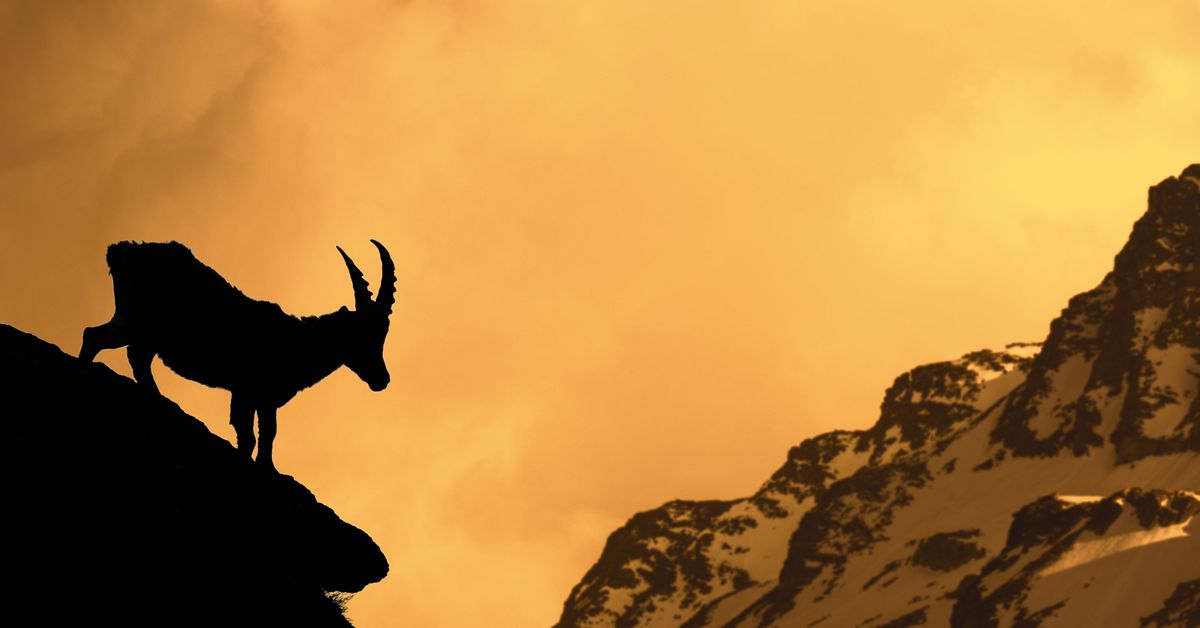 Something weird is happening to these Alpine goats. Scientists say it’s ...